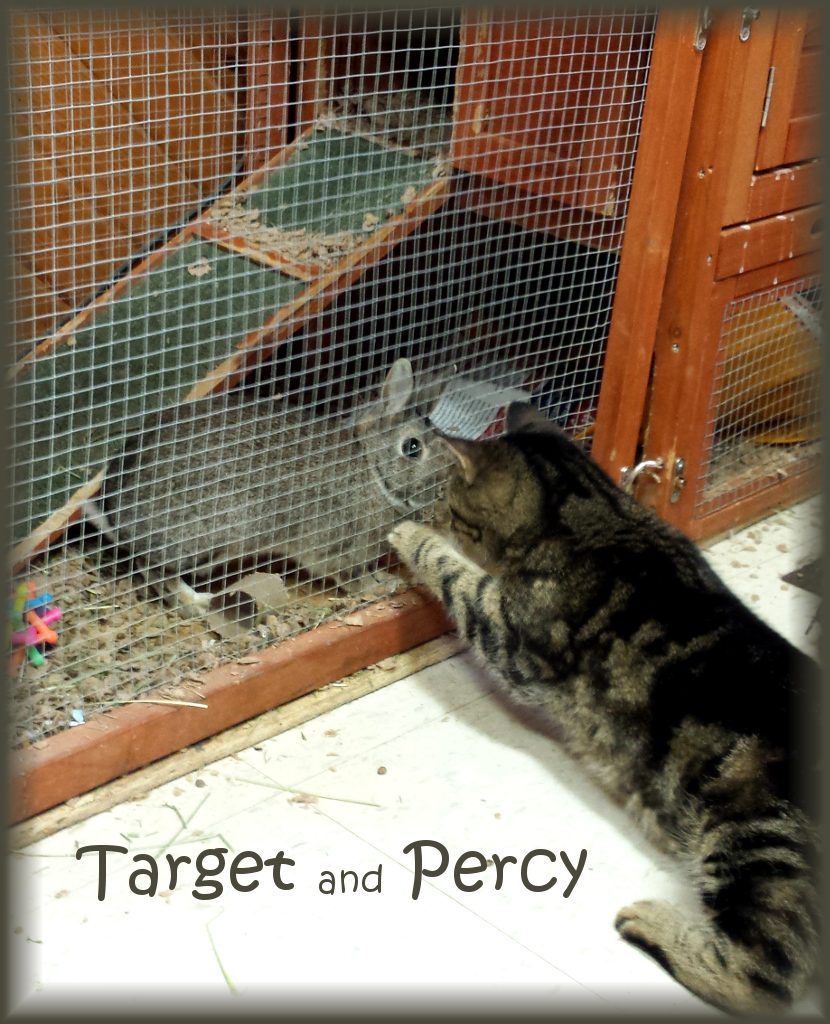 Gallery | Kathy's Animal Ark